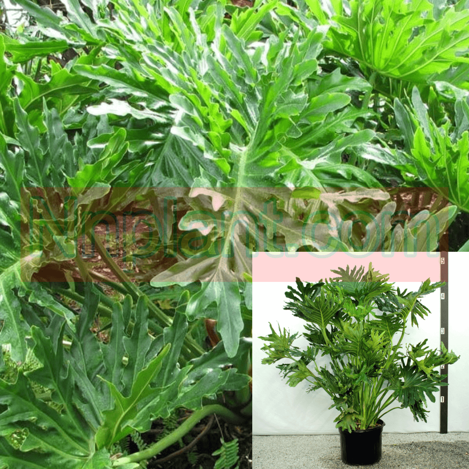 Philodendron Bipinnatifidum Plant Cut Leaf Horsehead House Live Plant ...