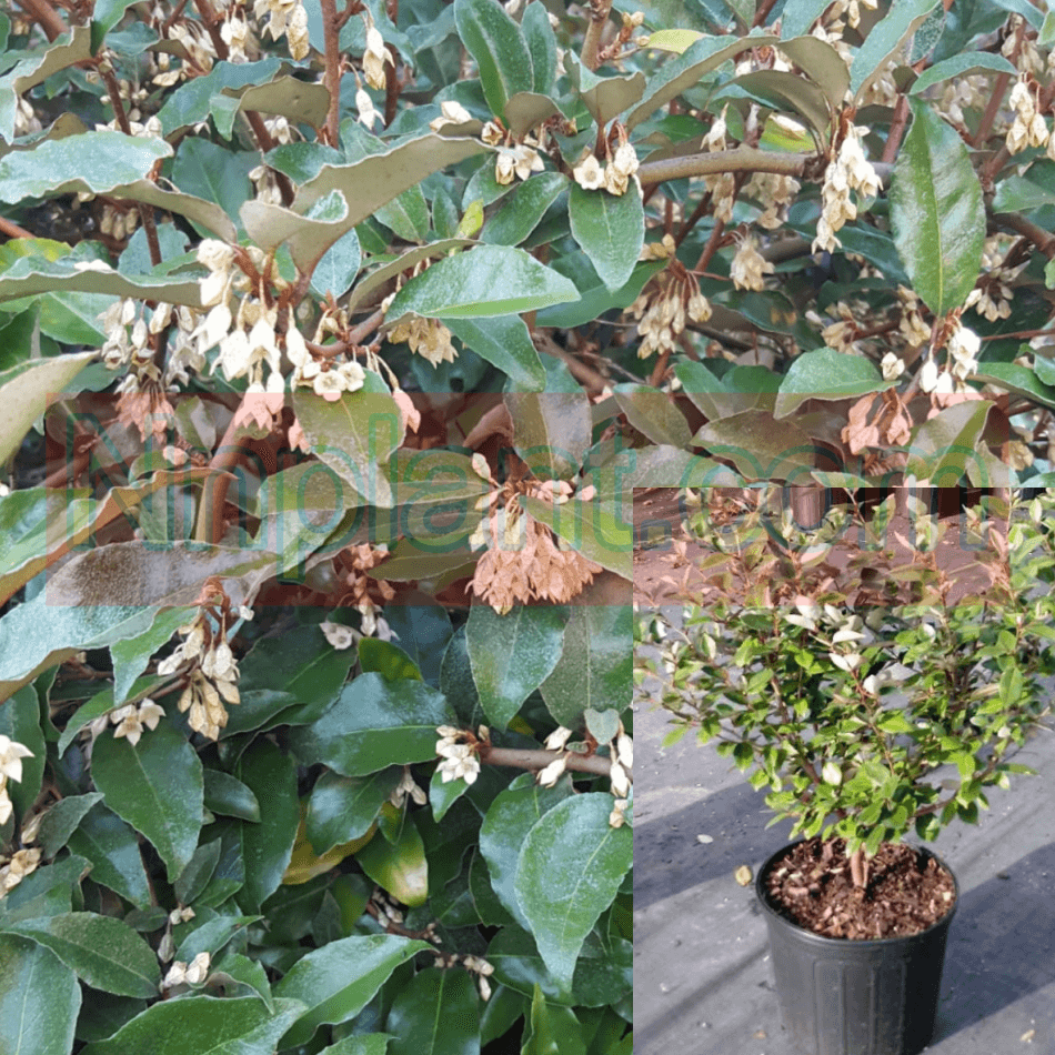 Elaeagnus Pungens Fruitlandi Fruitlandii Silverberry Shrubs Silver ...