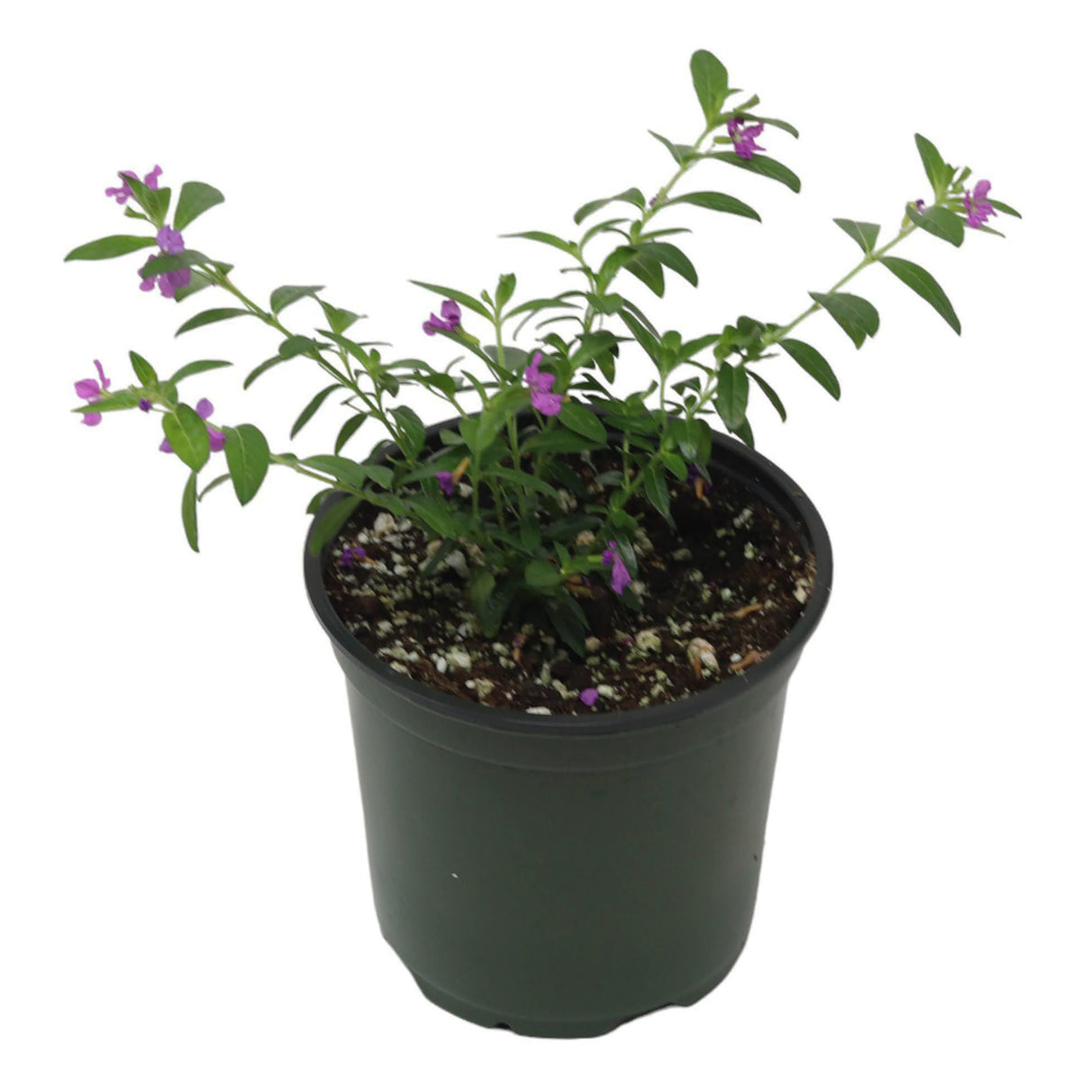 Purple Mexican Heather 4inches Plant Hawaiian Heather Plant Elfin Herb ...