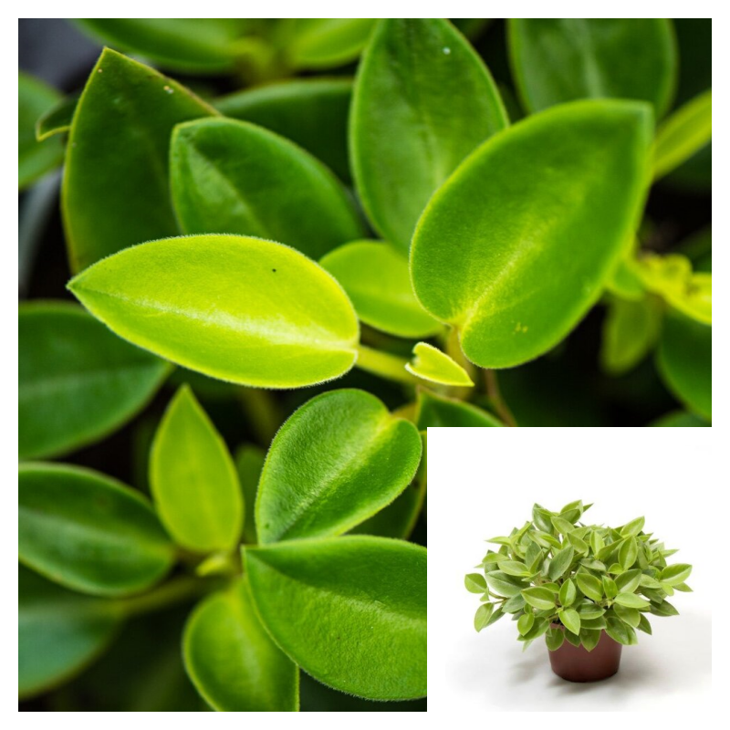 Peperomia Orbapeperomia Pixie Lime Plantpot Plant Rubber Indoor Live P ...
