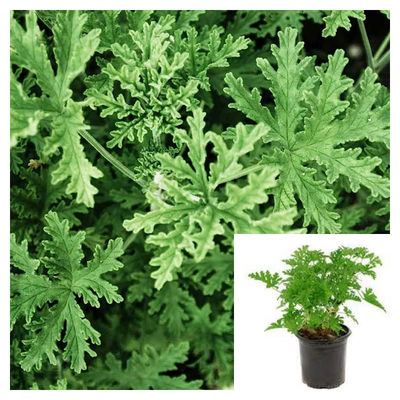 Mosquito Citronella 1 Gallon Plant Cit Rosa Geranium Plant Pelargonium ...