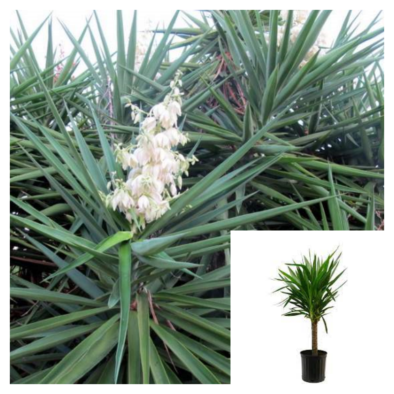 Yucca Blue Stem 5 Gallon Plant Spineless Yucca Plant Yucca Cane Tree L ...
