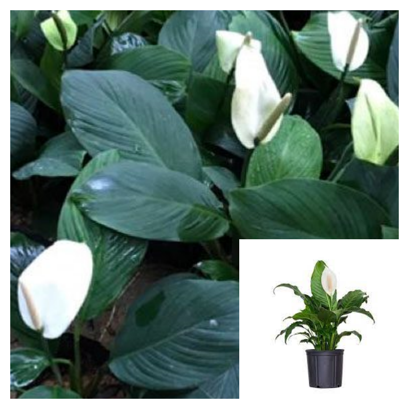 Spathiphyllum Cannifolium 1 Gallon Plant Peace Lily Spatheflower Live ...