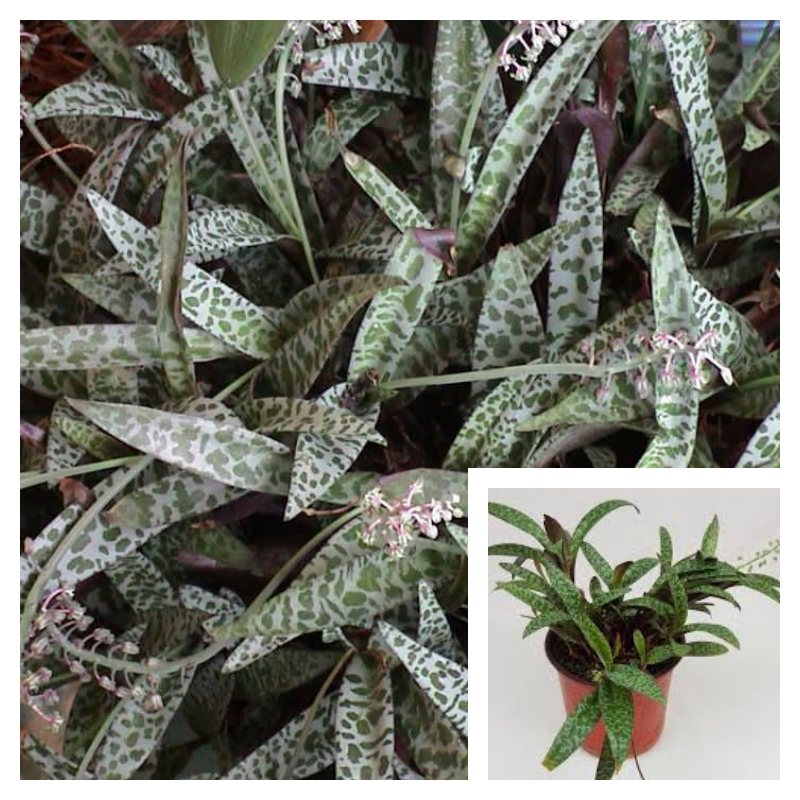 Ledebouria Socialis Plant Silver Squill Leopard Lily Live Plant – NNplant