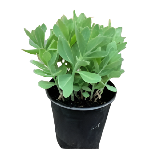 Hylotelephium Telephioides 4Inches Plant Allegheny Stonecrop Plant Hou ...