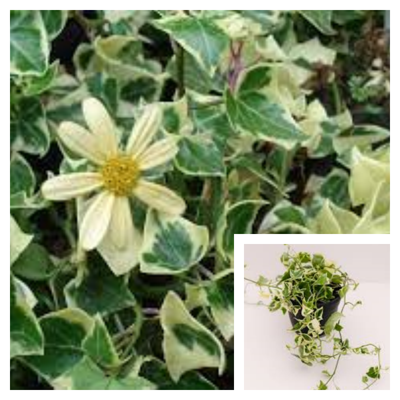Senecio Macroglossus Variegated 6inches Plant Natal Ivy Variegated Pla ...