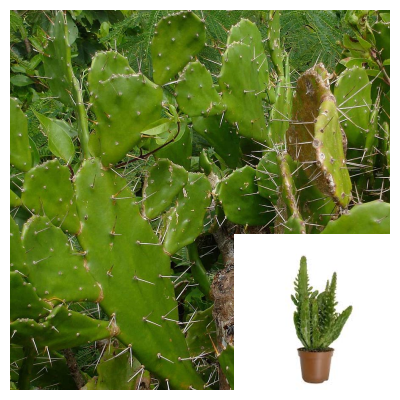 Common Prickly Pear Plant 1 Gallon Pot Opuntia Monacantha Plant Succul ...