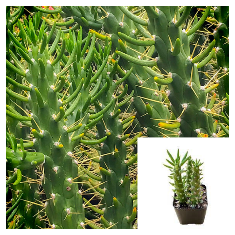 Eve'S Pin Plant Needle Cactus Long Spine Live Plant – NNplant