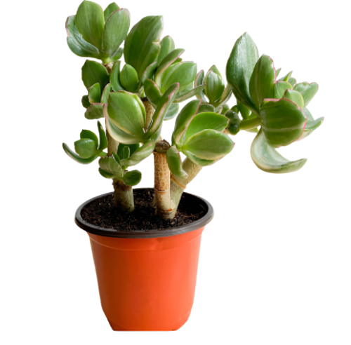 Jade Variegated 4Inches Plant Crassula Ova Variegated Plant Succulent ...