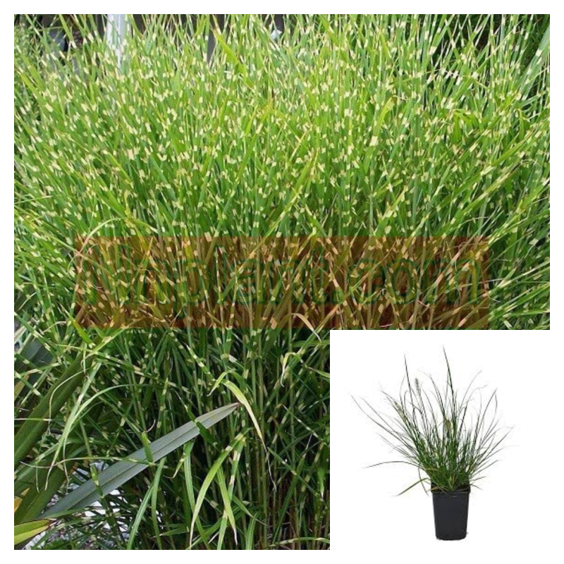 Miscanthus Sin Zebrinus 4Inches Plant gold bar yellow stripe rare Gras ...