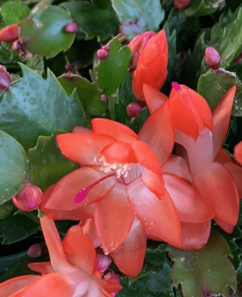 Christmas Cactus Zygocactus Red Pot Schlumbergera Bridgesii Orangish ...