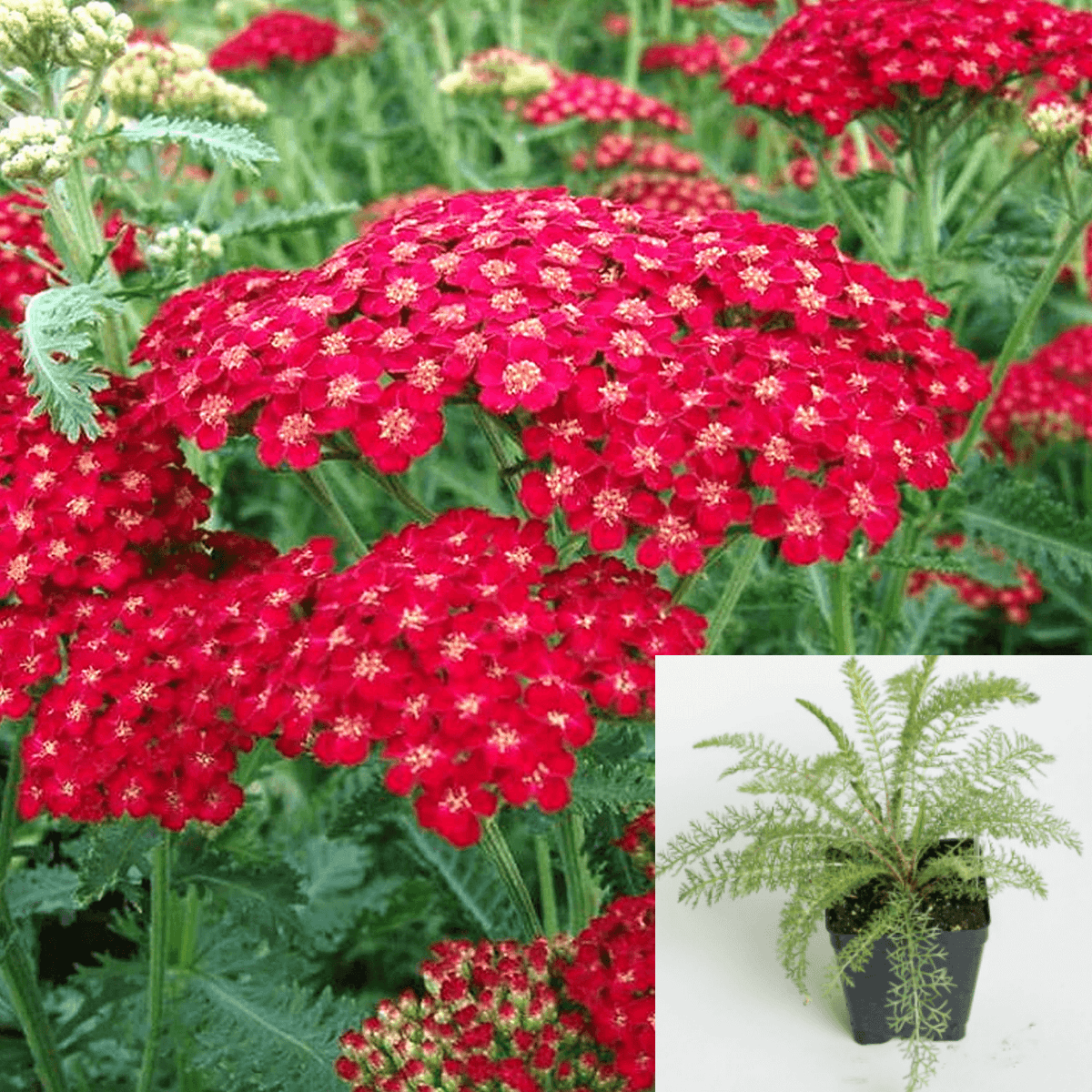 Achillea Red Velvet Plant 12Packs Of 2Inches Yarrow Mat Live Plant Gro ...