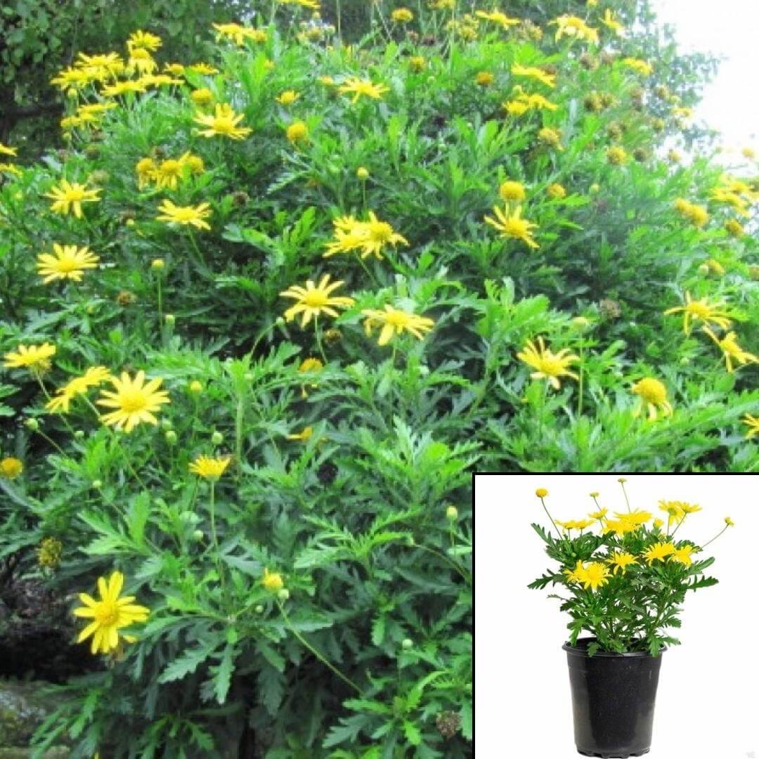 Euryops Pect Viridis 5Gallon Euryop Daisy Euryops Pect Viridis Plant M ...