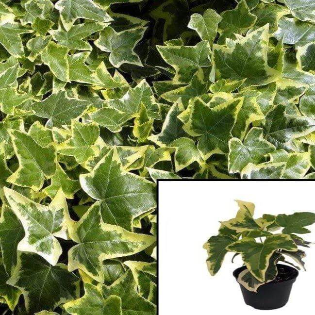 Ivy Gold Child Variegated Plant Pot Golden Ingot English Ground Cover ...