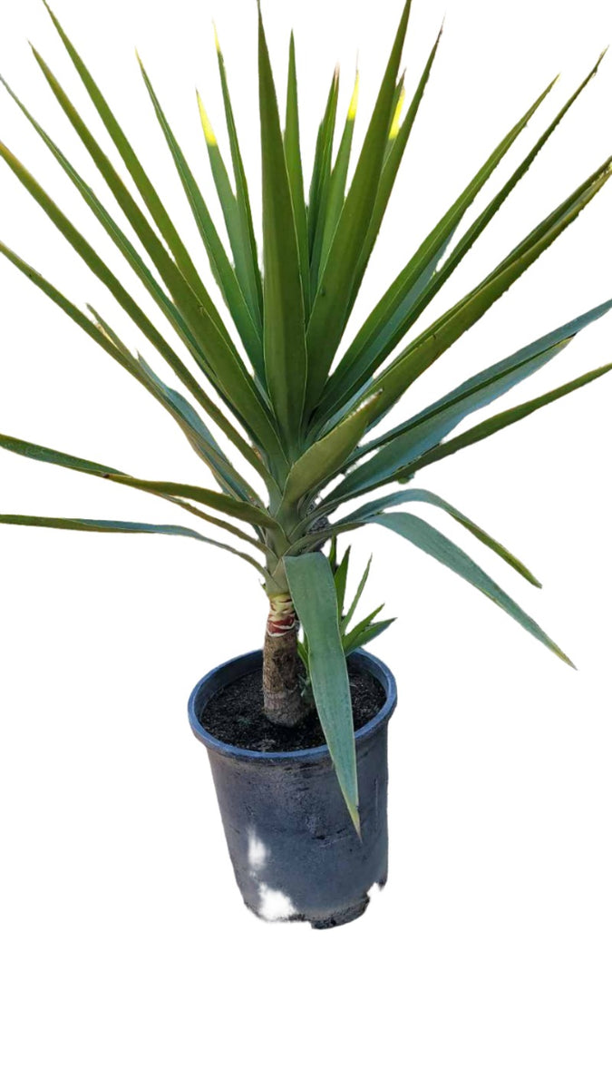 Yucca Gloriosa 5 Gallon Spanish Dagger Adam S Needle Glorious Lord Can ...