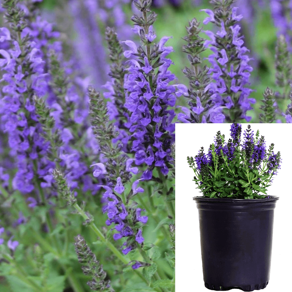 Salvia Marcus 1 Gallon Blue Plant Mealycup Sage Dwarf Live Plant Outdo ...