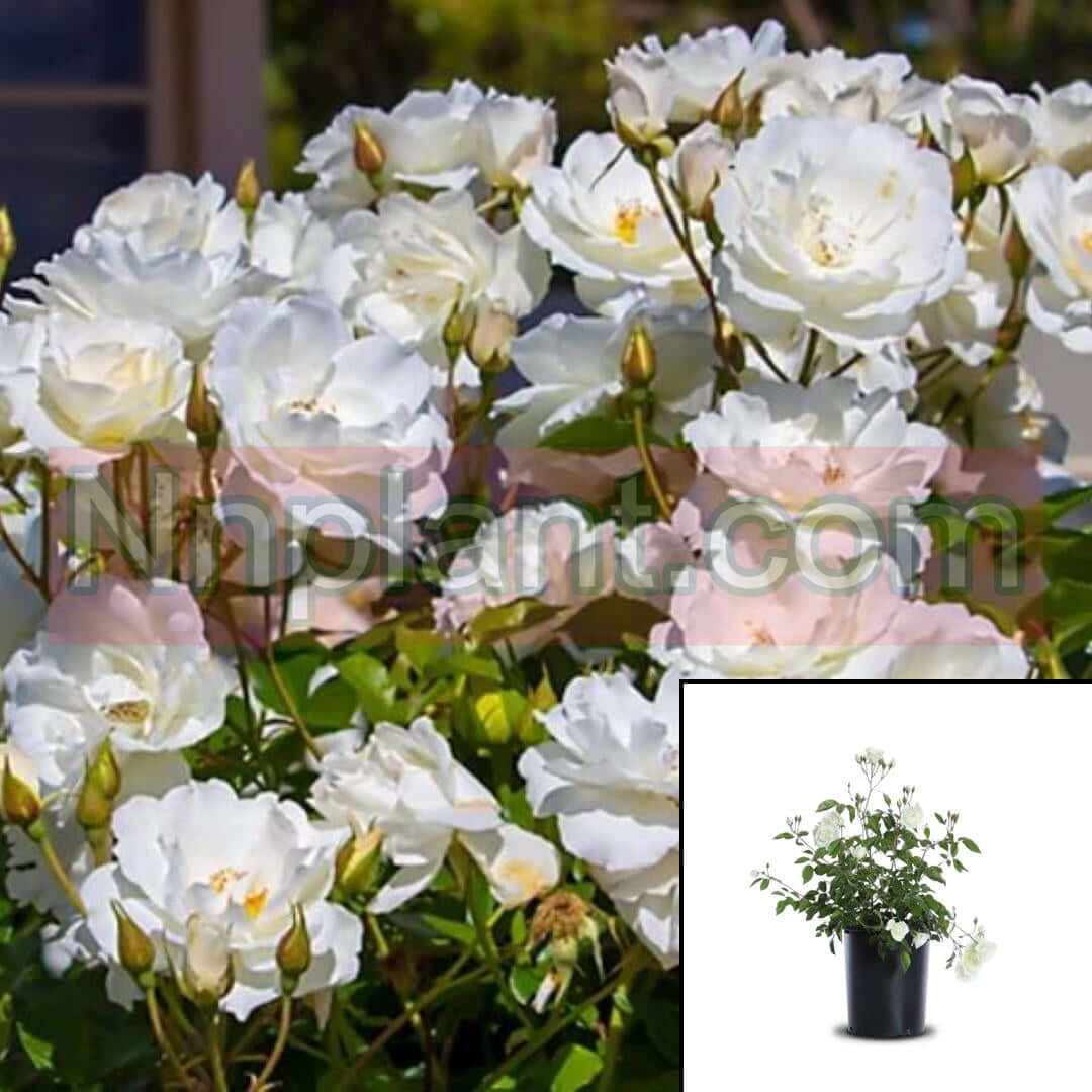 Rosa Iceberg White Plant Floribunda Rose 1 Gallon Espalier Korbin Des ...