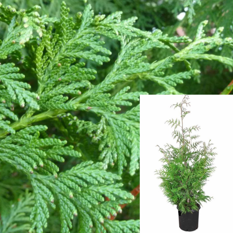 Western Red Cedar Leaf