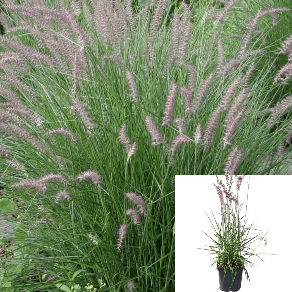 Pennisetum Orientale