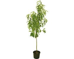 Fruit Nectarine Snow Queen 7Gallon Peach Tree Fr7 Live Plant – NNplant
