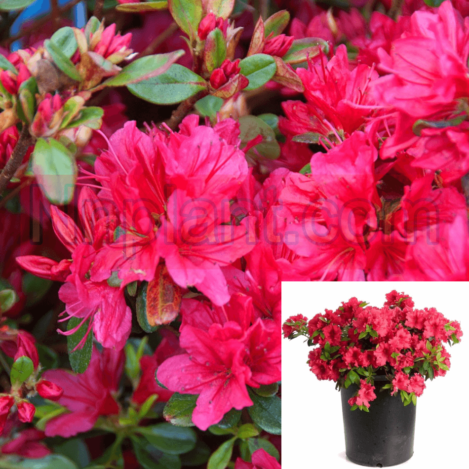 Azalea Hybrid Red Ruffles Var 5 Gallon Varieg Live Plant Gr7 – NNplant