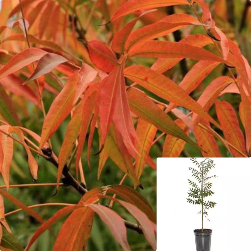 Pistacia Chinensis Keith Davey