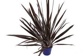 Phormium Atropurpureum 5 Gallon Plant New Zealand Flax Purple Tenax Ou ...