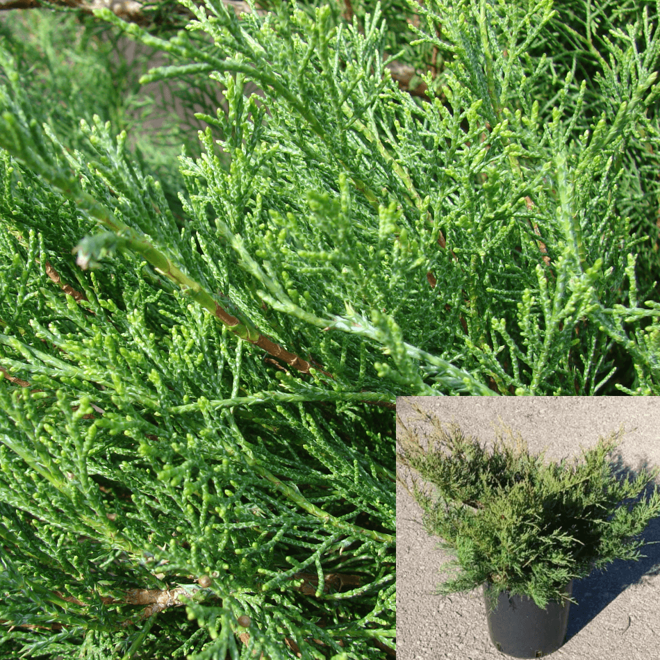 Juniperus Sabina Buffalo 5Gallon Savin Juniper Plant Arcadia Juniper B ...