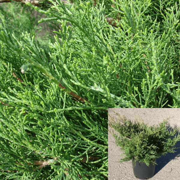 Juniperus Sabina Buffalo 5Gallon Savin Juniper Plant Arcadia Juniper B ...