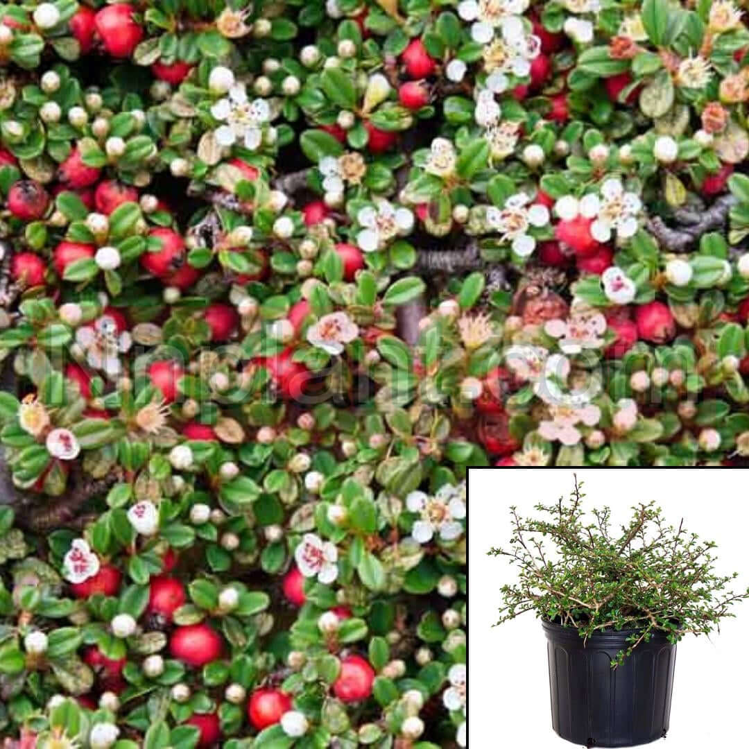 Cotoneaster Dammeri Lowfast 1 Gallon Dammeri Red Berry Bearberry Live ...