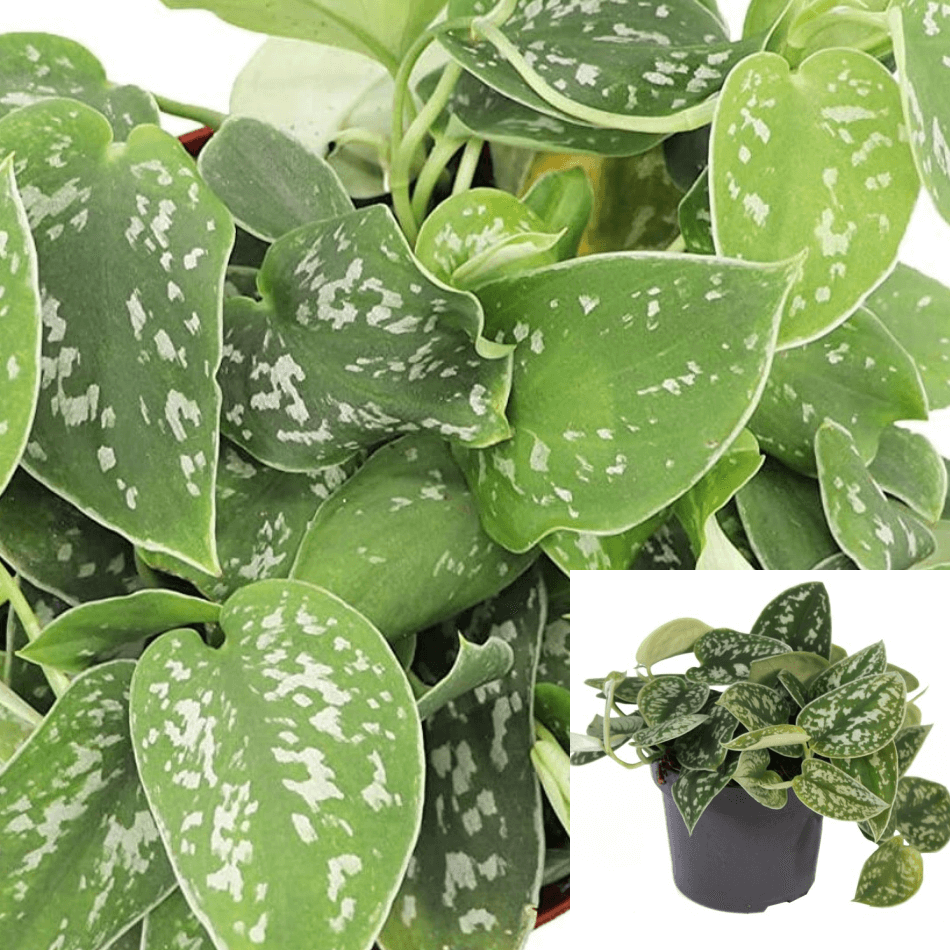 Pothos Satin 12-16Inches Pothos Silver Pothos Scindapsus Pictus Pothos ...