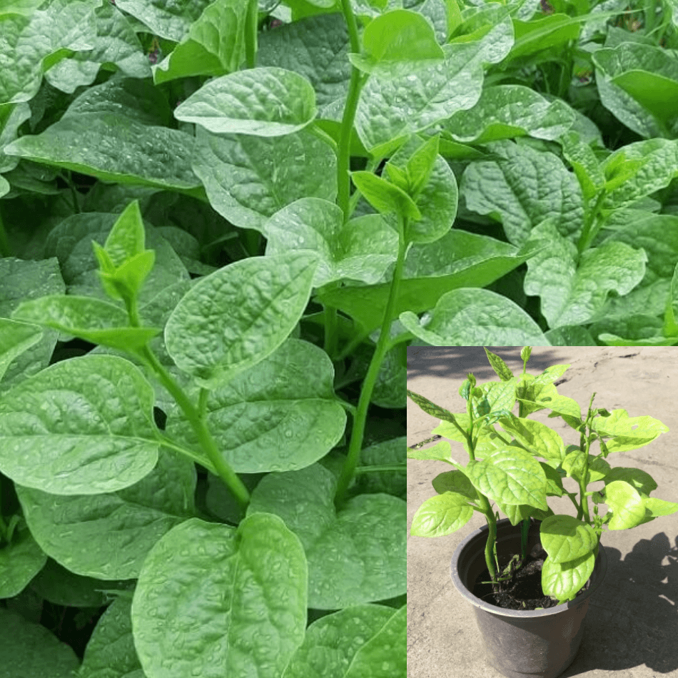 Basella Alba Plant Malabar Spinach Plant 4Inches Mong Toi Plant Pot Li ...