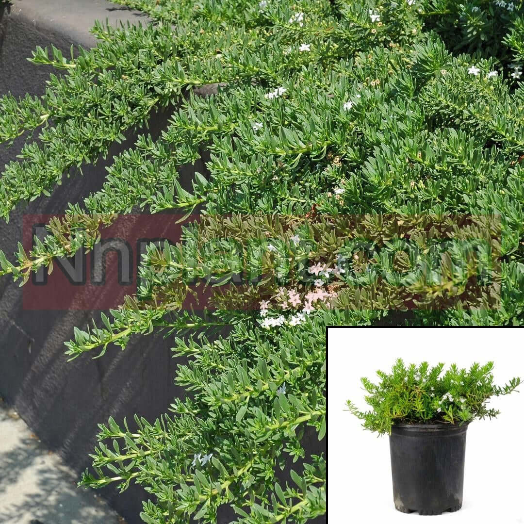 Myoporum Parvifolium White 1 Gallon Groundcover Myoporum Reeping Boobi ...