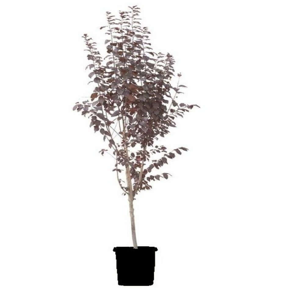 Prunus Cera Purple Pony 5 Gallon Cer Standard Tree Pot Cherry Plum Pla ...