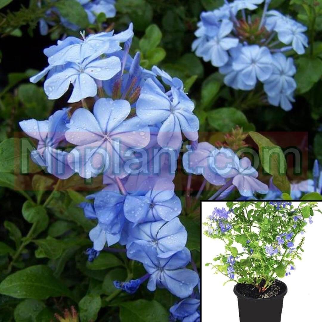 Plumbago Cap Royal Cape 1 Gallon Capensis Blue Live Plant Mr7 – NNplant