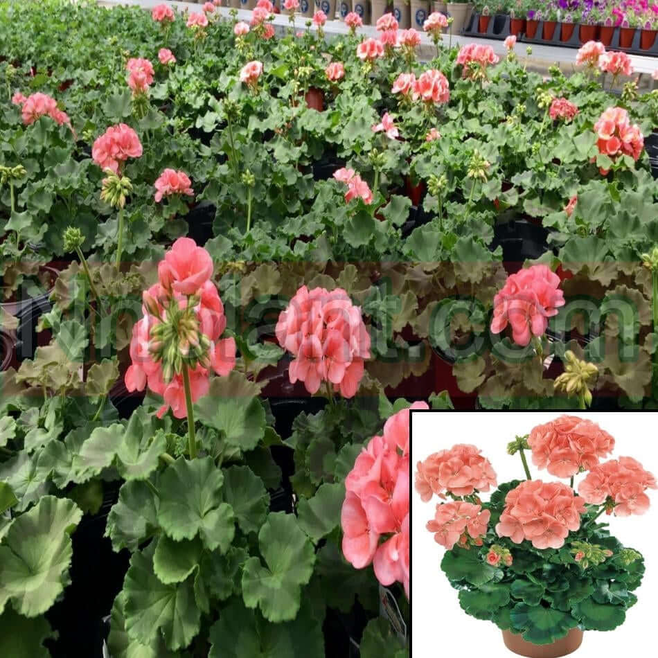 Geranium Dark Salmon Plant Calliope Geraniums Crane'S Bill Live Plant ...