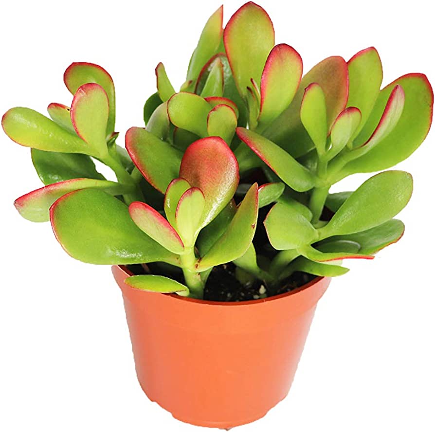 Crassula Ovata Sunset Plant Pot Golden Jade Tree succulent Live – NNplant