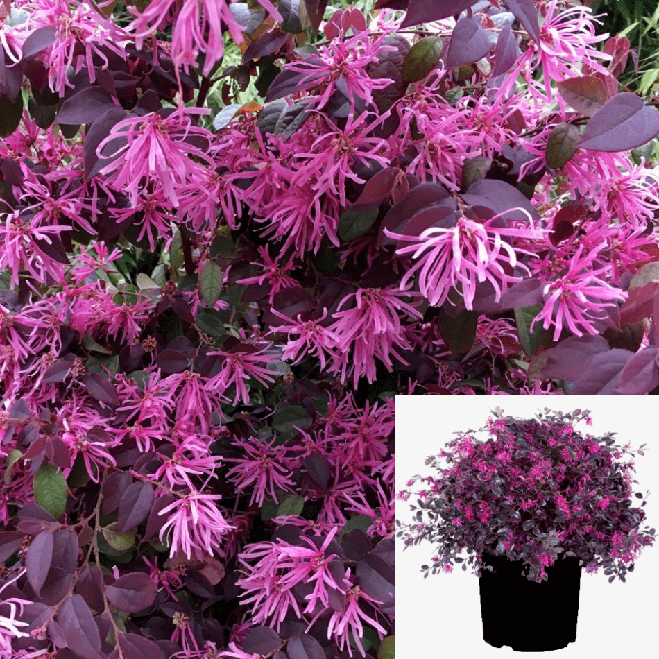 Loropetalum Rubrum