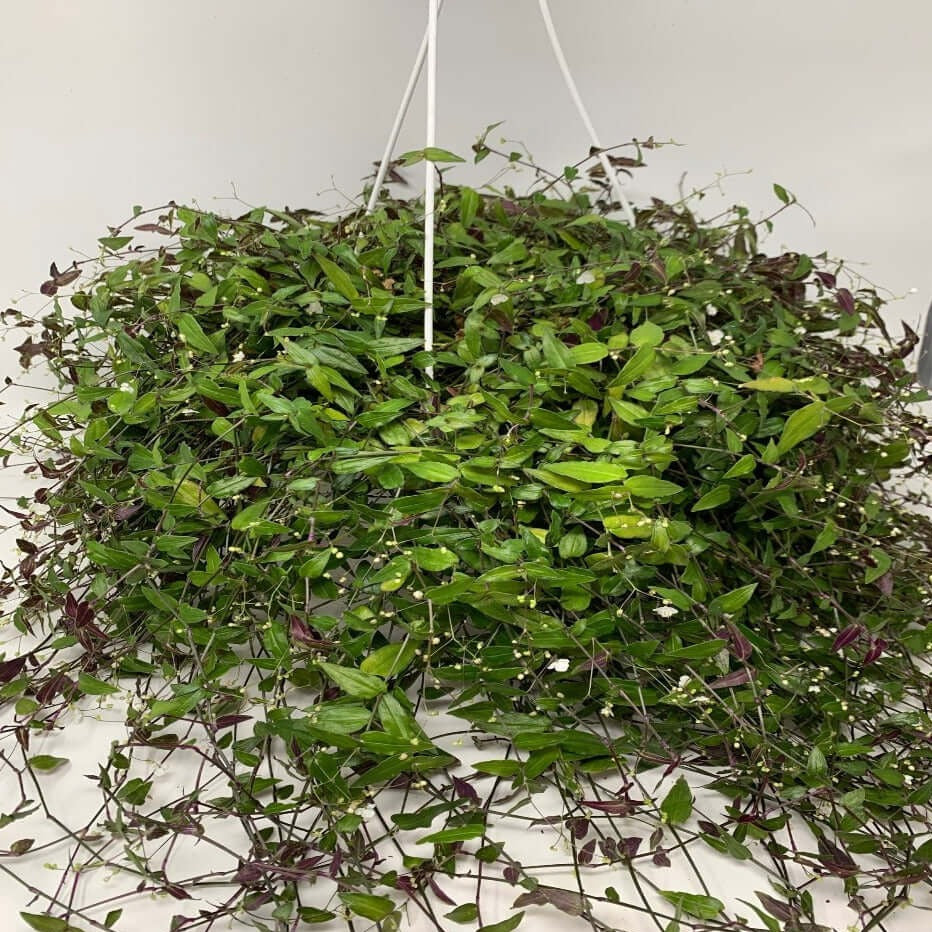 Bridal Veil Plant 8 inches Pot Gibasis Pellucida Plant Tahitian Bridal ...