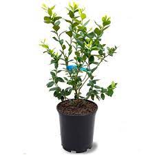 Blueberry Star 2 Gallon Plant And Sharpblue Biloxi Perennial Fruit Tre ...
