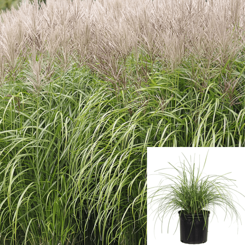 Miscanthus Sinensis Variegatus