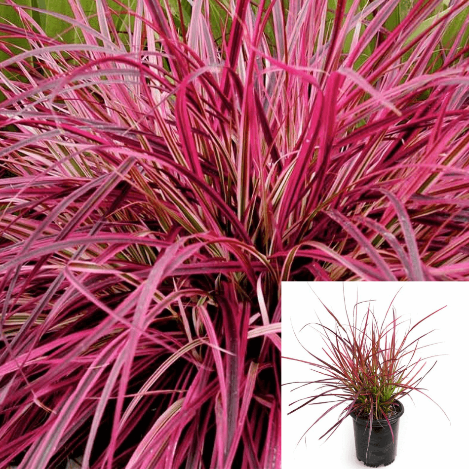 Fireworks Fountain Grass