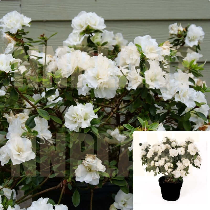 Azalea Kurume Hexe 3 Gallon White Pot Rhododendron Supreme Plant Shrub ...