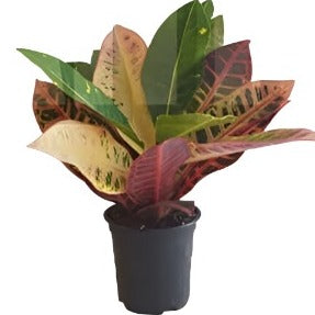 Croton Upright Foliage 2 Gallon 2 2.5Ft Tall House Live Plant Ht7 Pink ...