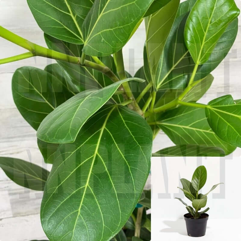 Ficus Audrey Plant 6Inches Pot Benghalensis Indoor Live Plant Ht7 – NNplant