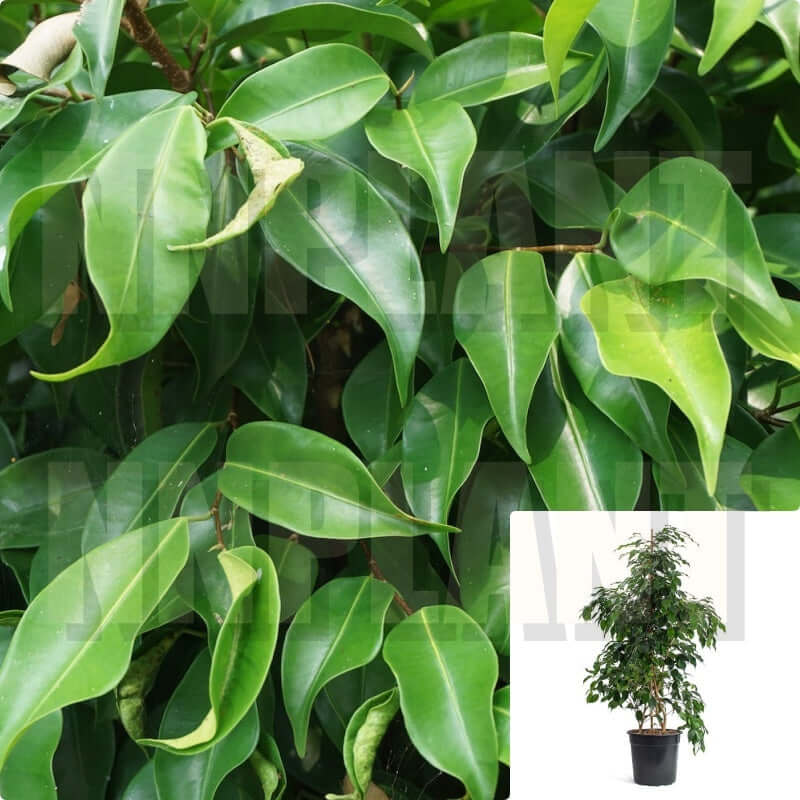 Ficus Benjamina Weeping Fig 5 Gallon House Benjamin Tree Ht7 – NNplant