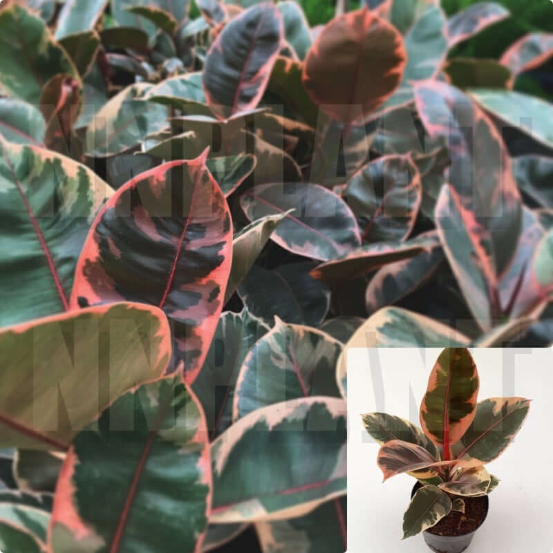 Ficus Elastica Rubber Ruby Plant Variegated 1 Gallon HouseLive Plant H ...