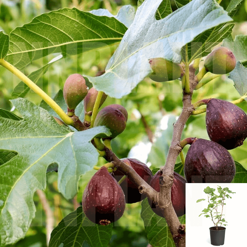 Fig Fruit Tree