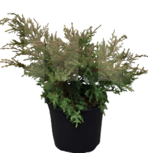 Juniperus Chinensis Pfitzeriana 5Gallon Compact Pfitzer Juniper Live P ...