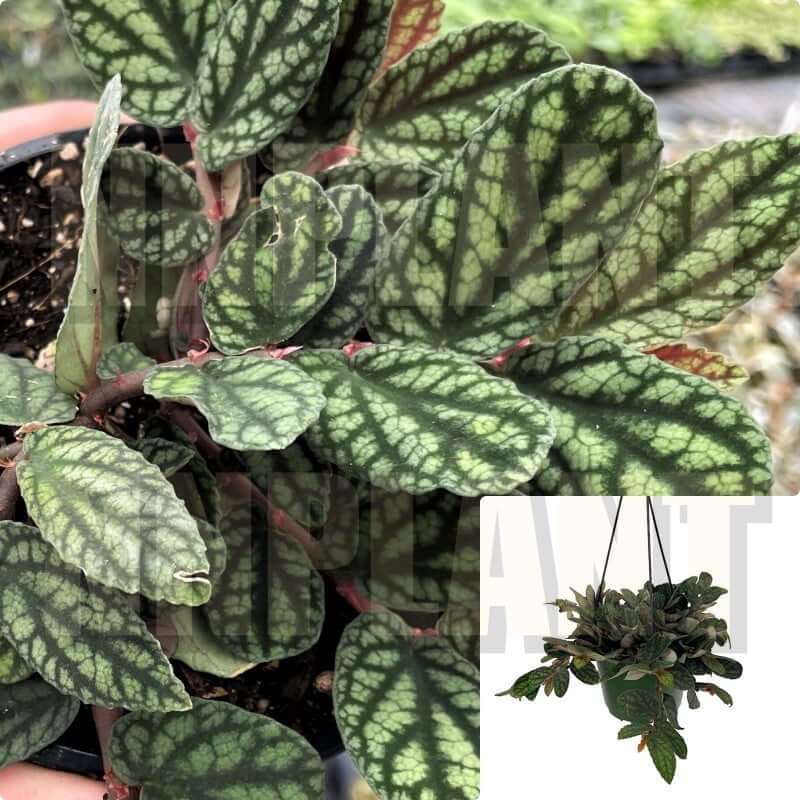 Pellonia Pulchra Plant Watermelon Vine Polynesian Ivy Rainbow 6Inches ...